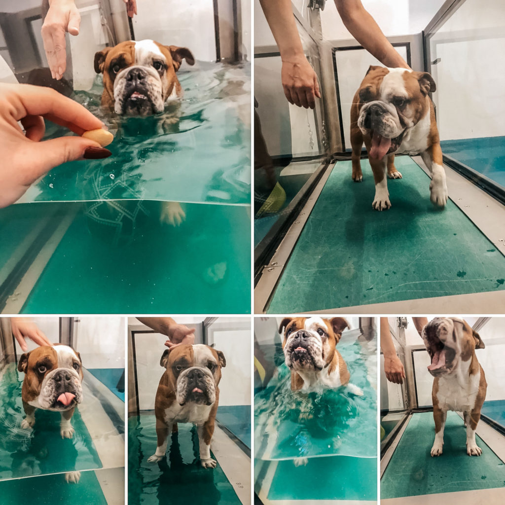 Luxace pately – velký problém malých psů | Veronika Herzogová